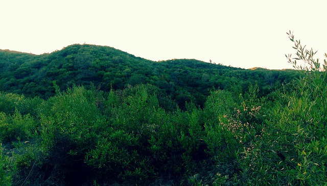 Green Hills Hilly Area Trees - Free photo on Pixabay - Pixabay