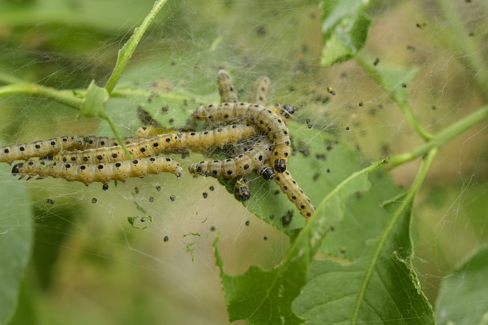 Caterpillar Insect Larva - Free photo on Pixabay - Pixabay