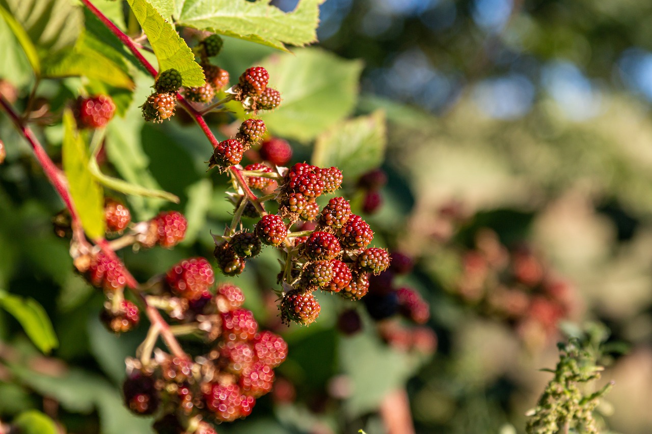 200+ Free Bramble & Nature Images - Pixabay