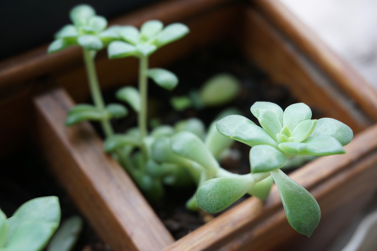 Plants Soil Pots - Free photo on Pixabay