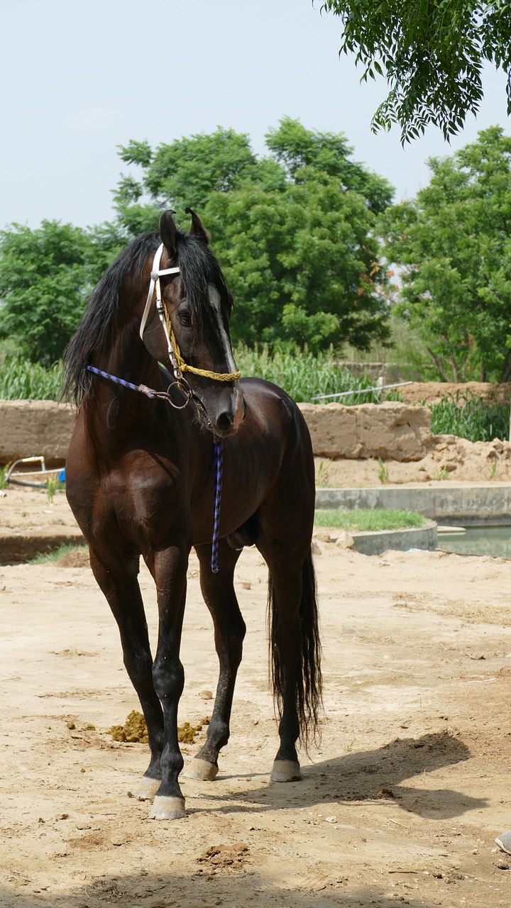 20,000+ Best Free Horse Pictures & Images in HD - Pixabay