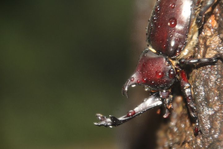 90+ Free Scarab & Insect Photos