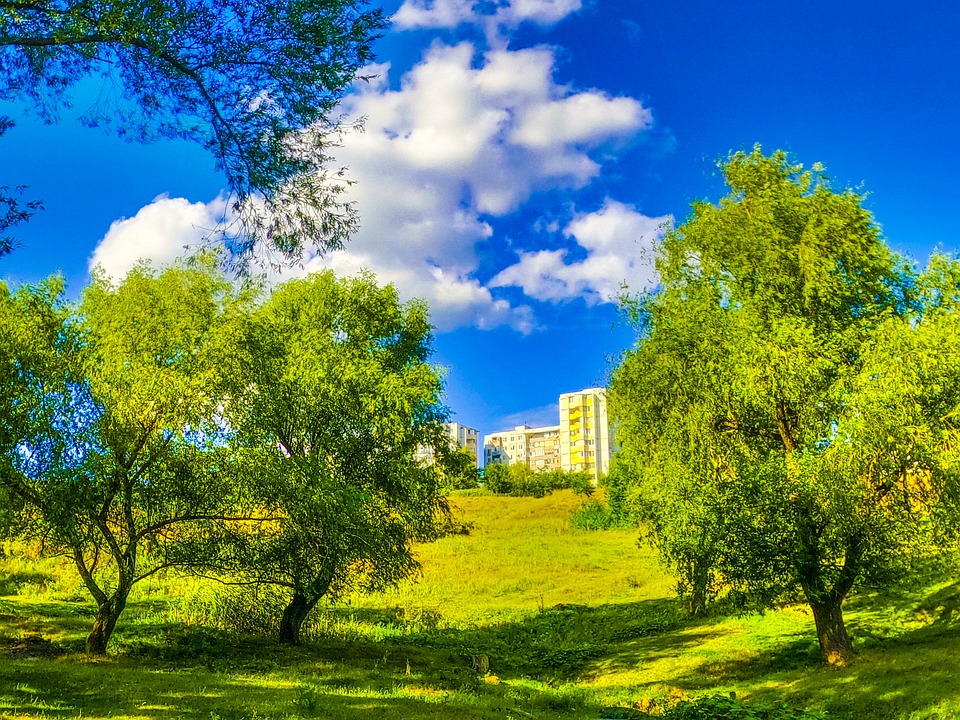Willow Nature Summer - Photo gratuite sur Pixabay - Pixabay
