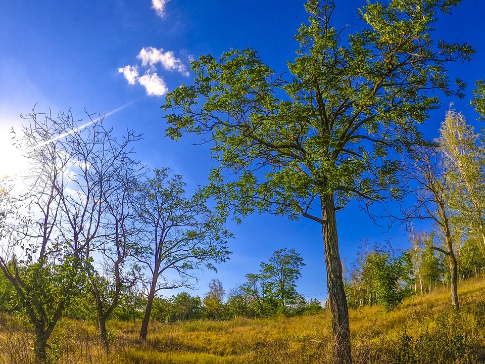 Nature Arbre Ciel - Photo gratuite sur Pixabay - Pixabay