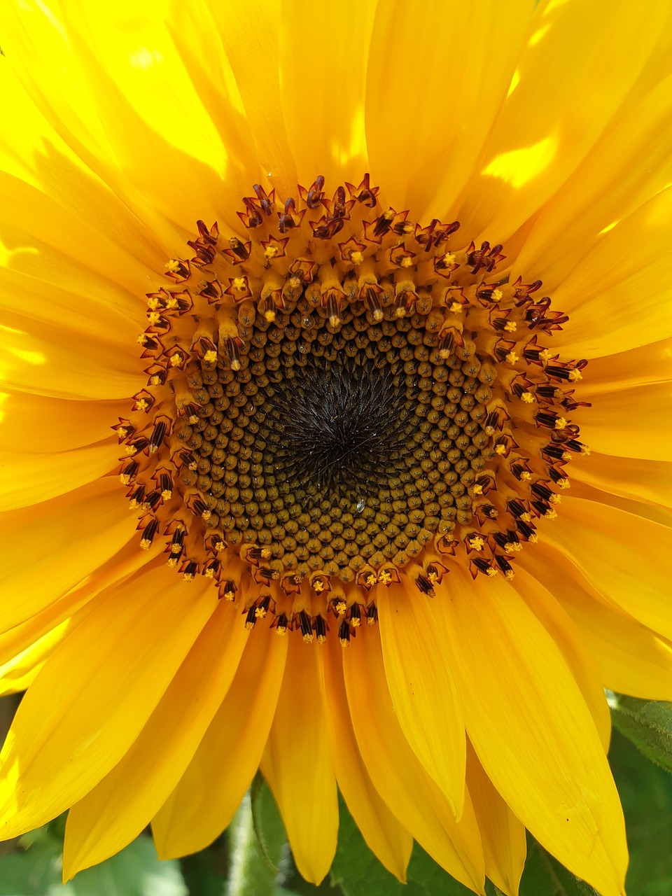 Sunflower Petals Flower - Free photo on Pixabay - Pixabay