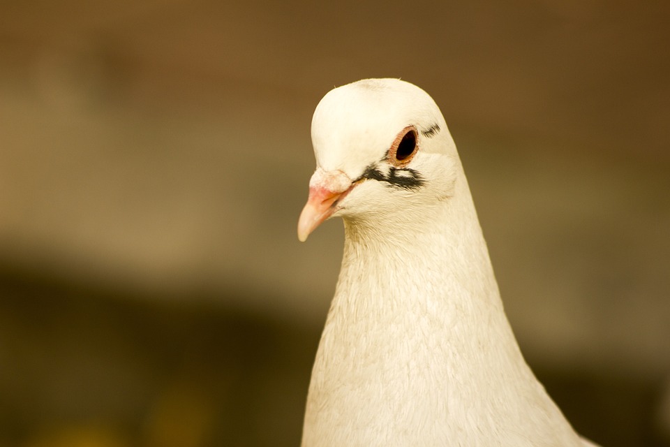 Vogel Taube Schnabel - Kostenloses Foto auf Pixabay - Pixabay