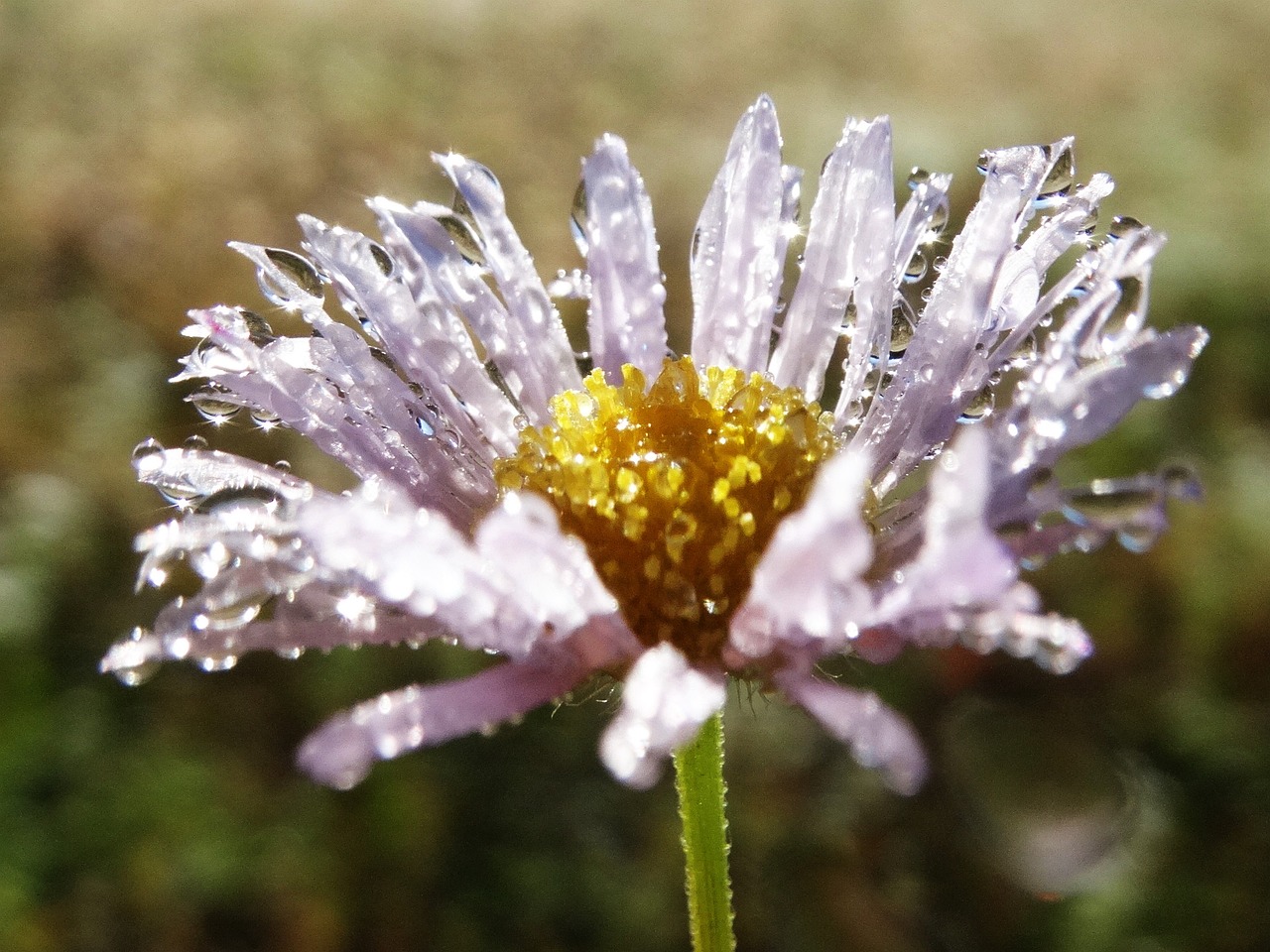 Flower Petals Dew - Free photo on Pixabay - Pixabay