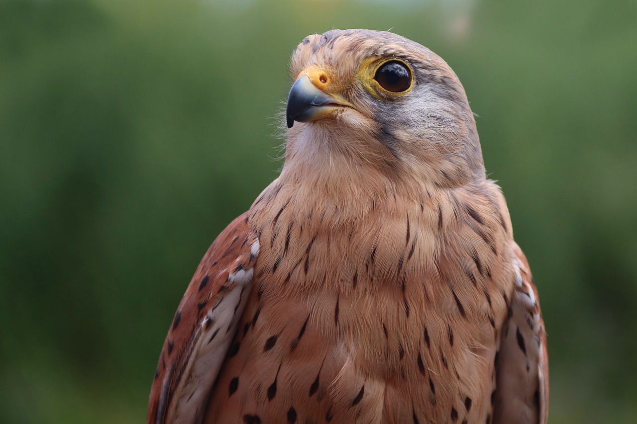 1,000+ Free Falcon & Hawk Images - Pixabay
