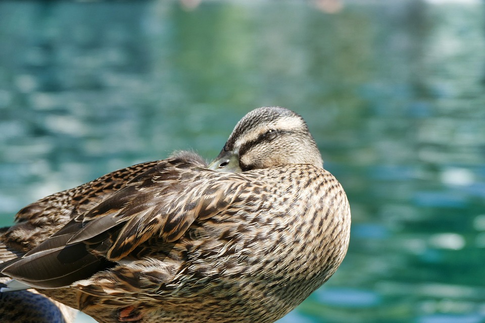 Pato Pájaro Animal Ave - Foto gratis en Pixabay