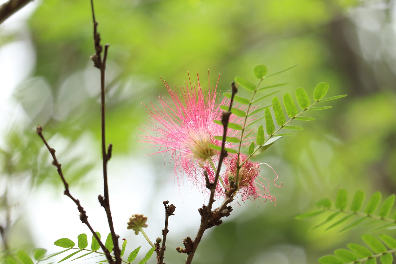 Flower Brush Kerala - Free photo on Pixabay - Pixabay