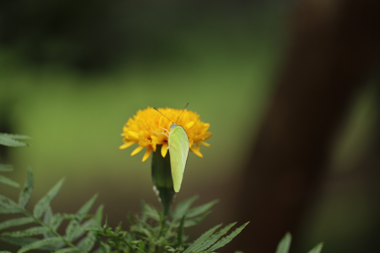 Flower Leaves Butterfly - Free photo on Pixabay - Pixabay