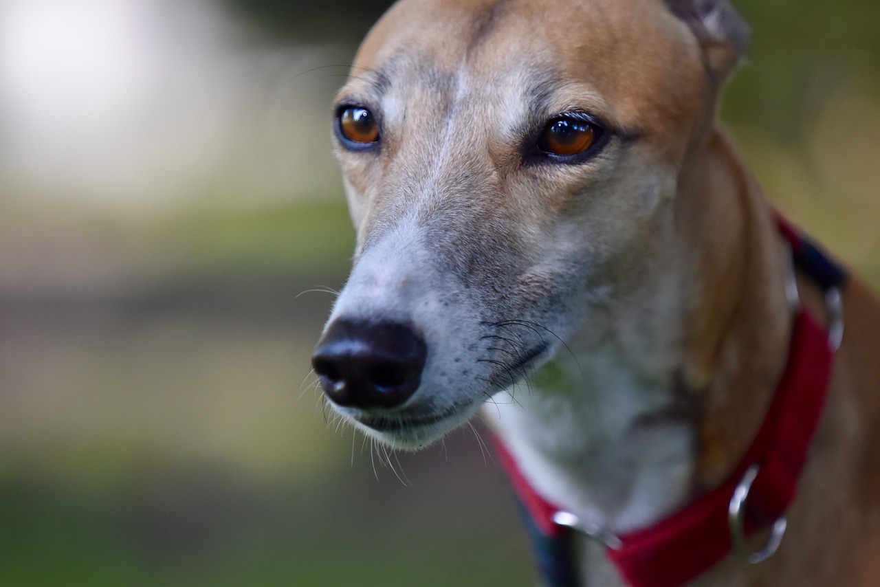 400+ Free Greyhound & Dog Images - Pixabay