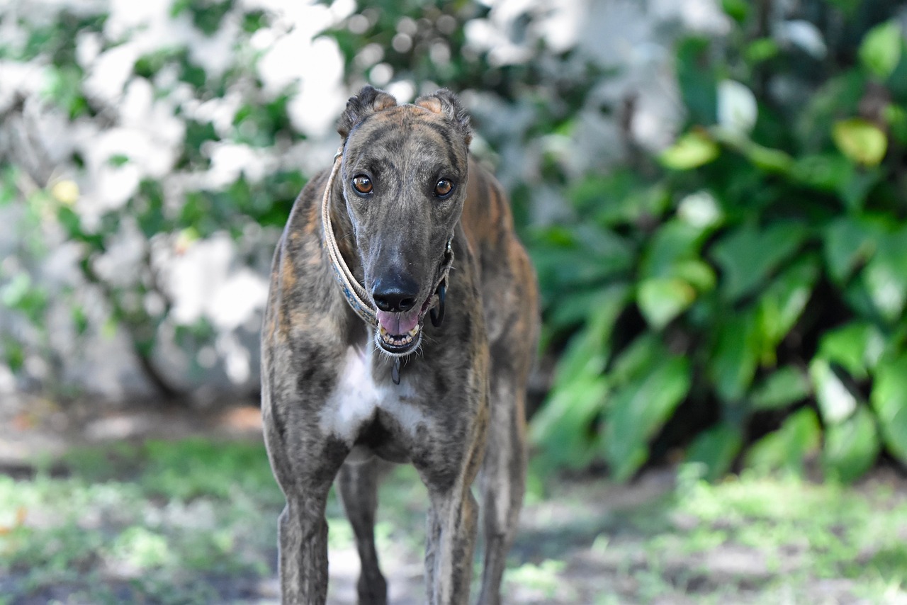 50,000+ Free Dog Kennels & Dog Images - Pixabay