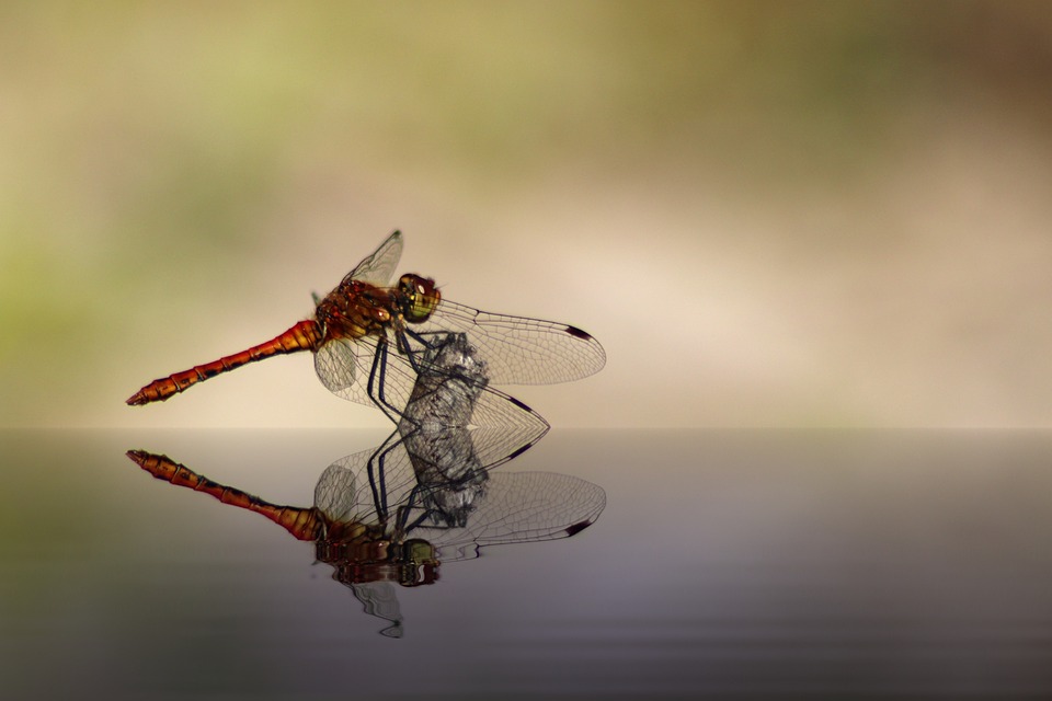 Dragonfly Pond Lake - Free photo on Pixabay