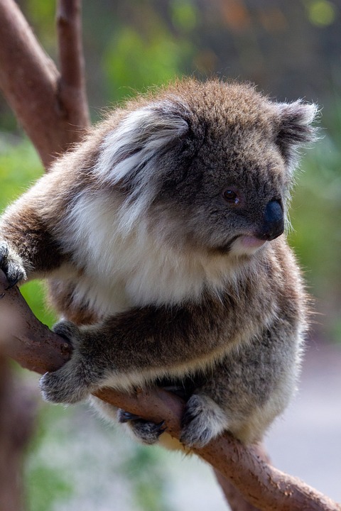 Koala Marsupial Mammal - Free photo on Pixabay