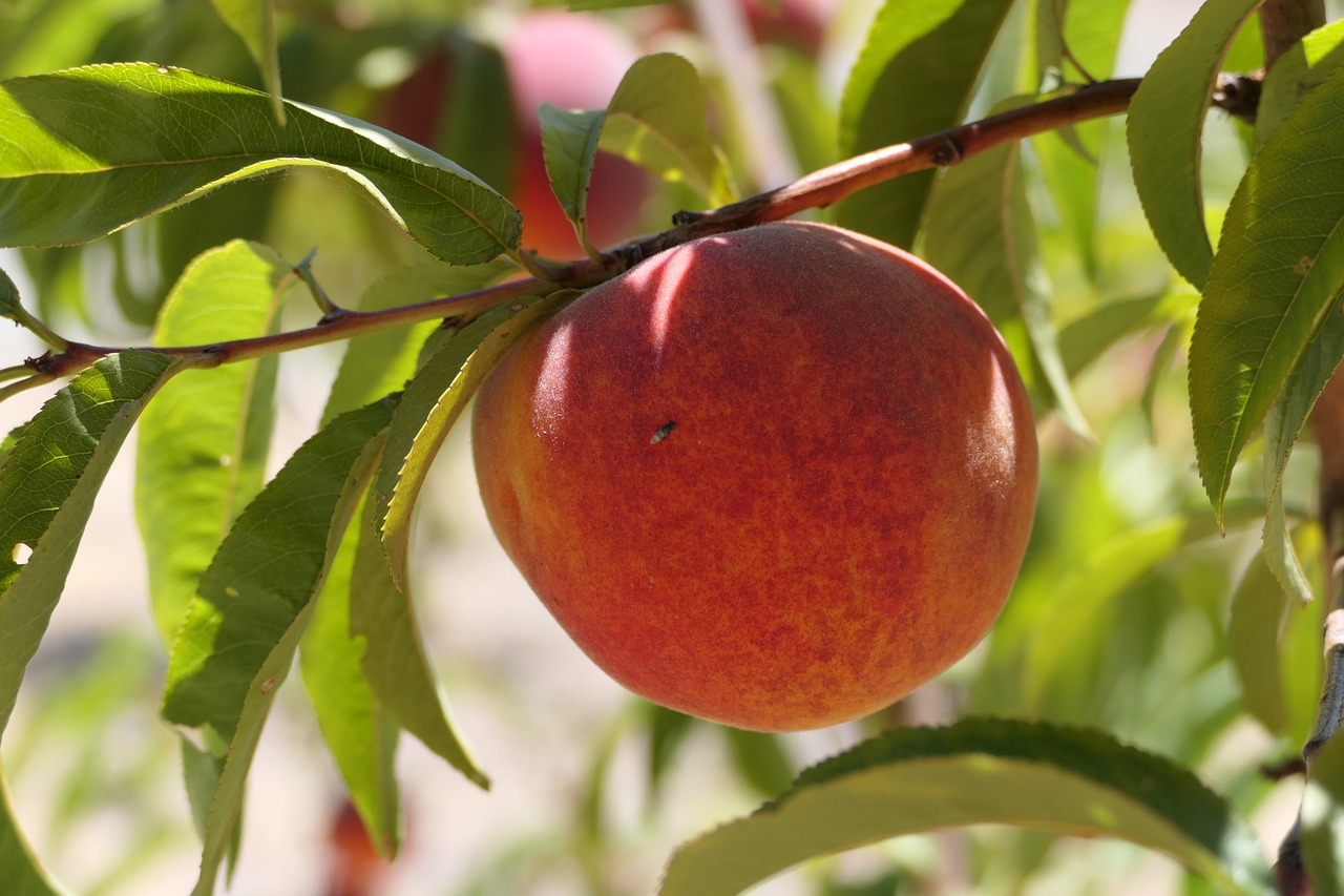 Peach Fruit Tree - Free photo on Pixabay