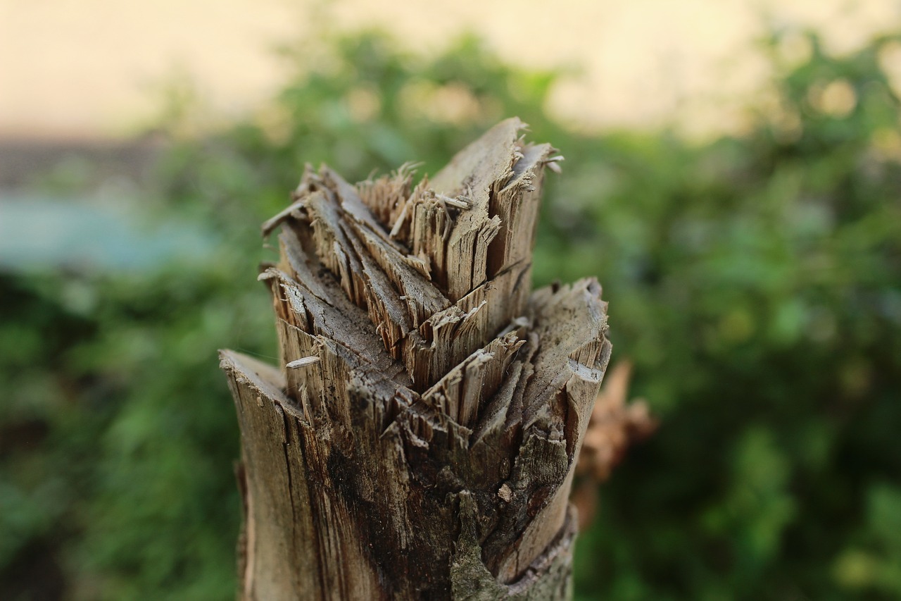 Tree Log Wood - Free photo on Pixabay - Pixabay