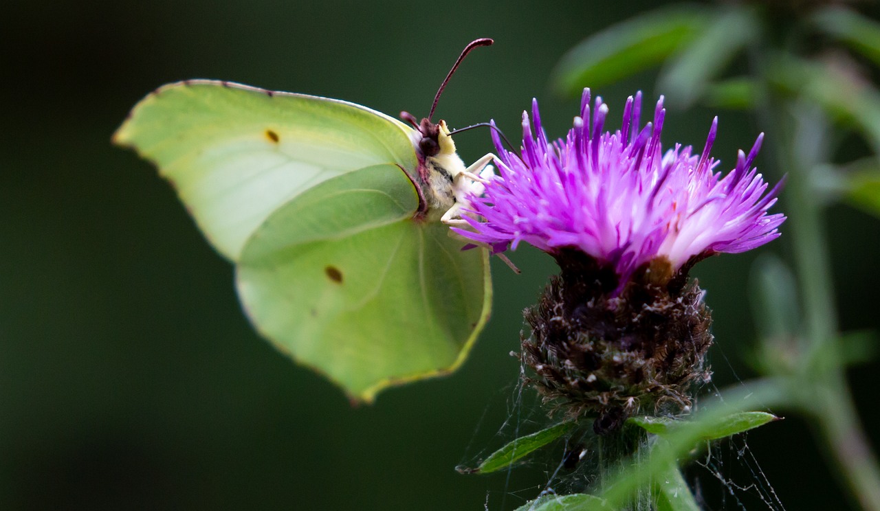 Page 7 - 30,000+ Free Butterfly Pictures & Images [HD] - Pixabay