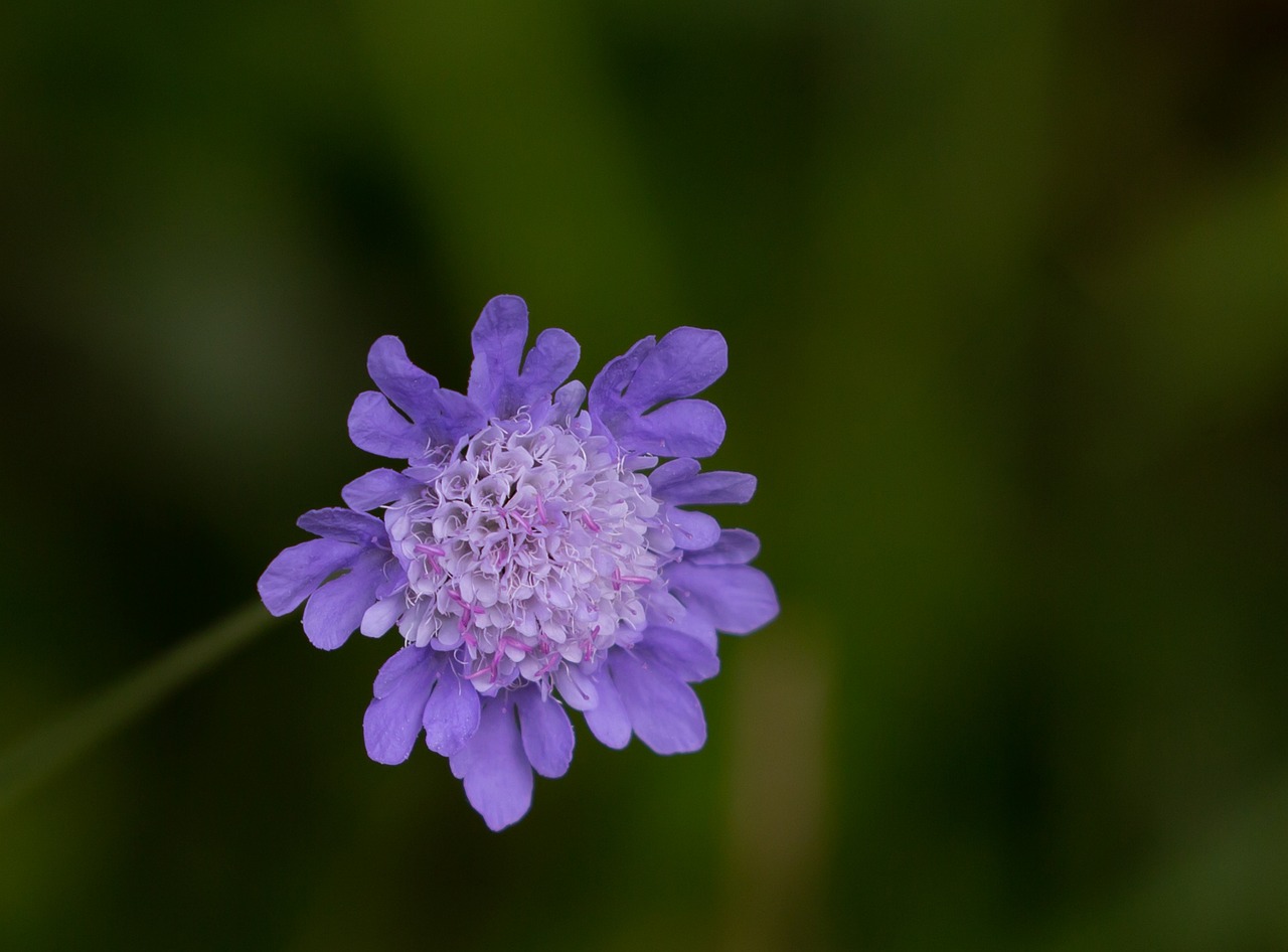 Flori De Luncă Plantelor Domeniul - Fotografie gratuită pe Pixabay ...