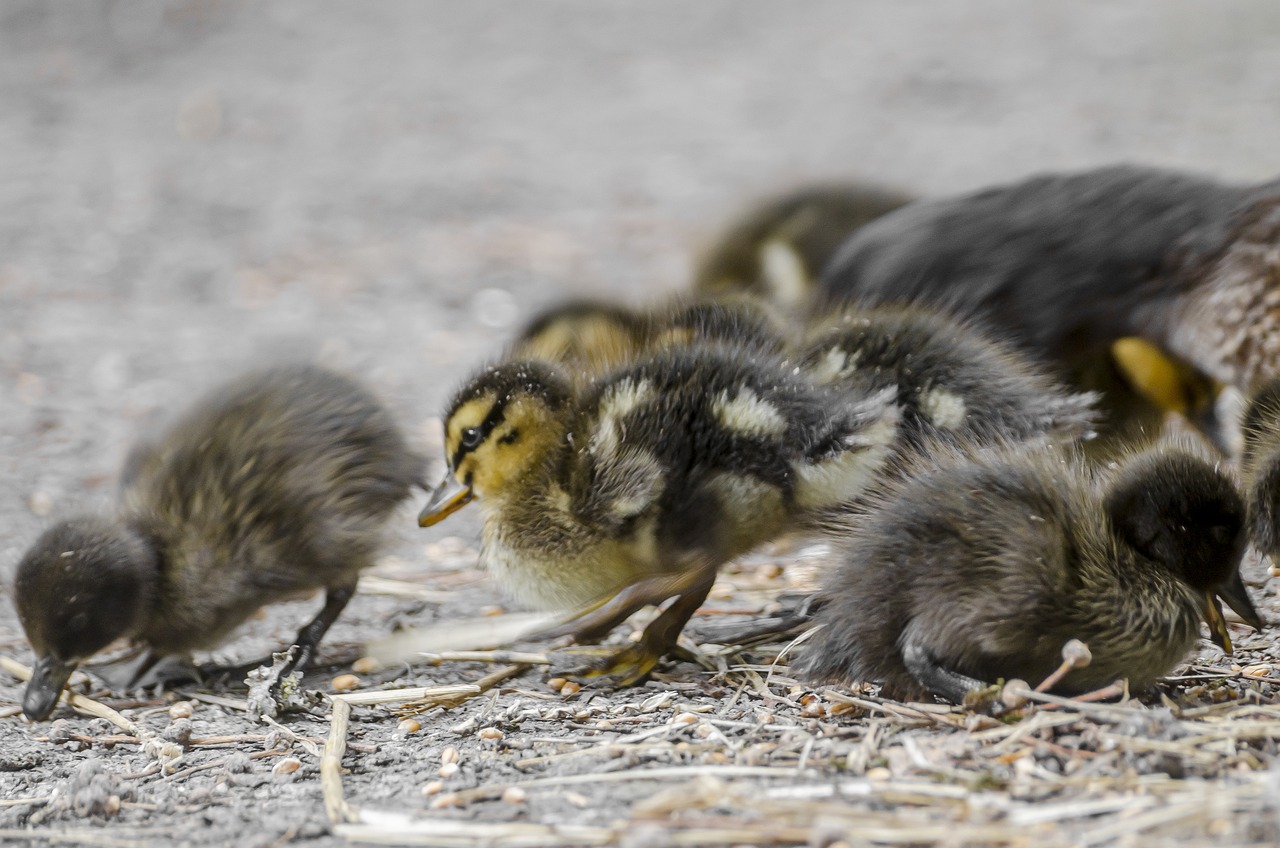 100+ Free Baby Ducks Feathers & Duck Images - Pixabay