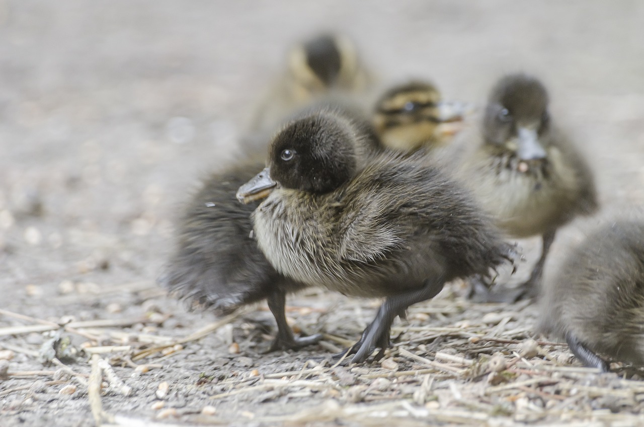 Duck Duckling Baby - Free photo on Pixabay