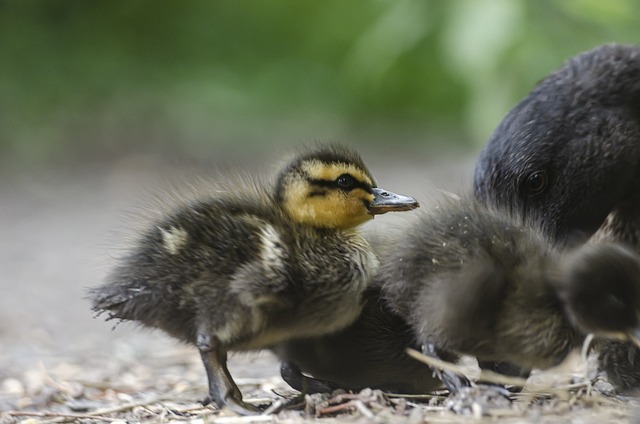 Ente Entlein Baby - Kostenloses Foto auf Pixabay - Pixabay