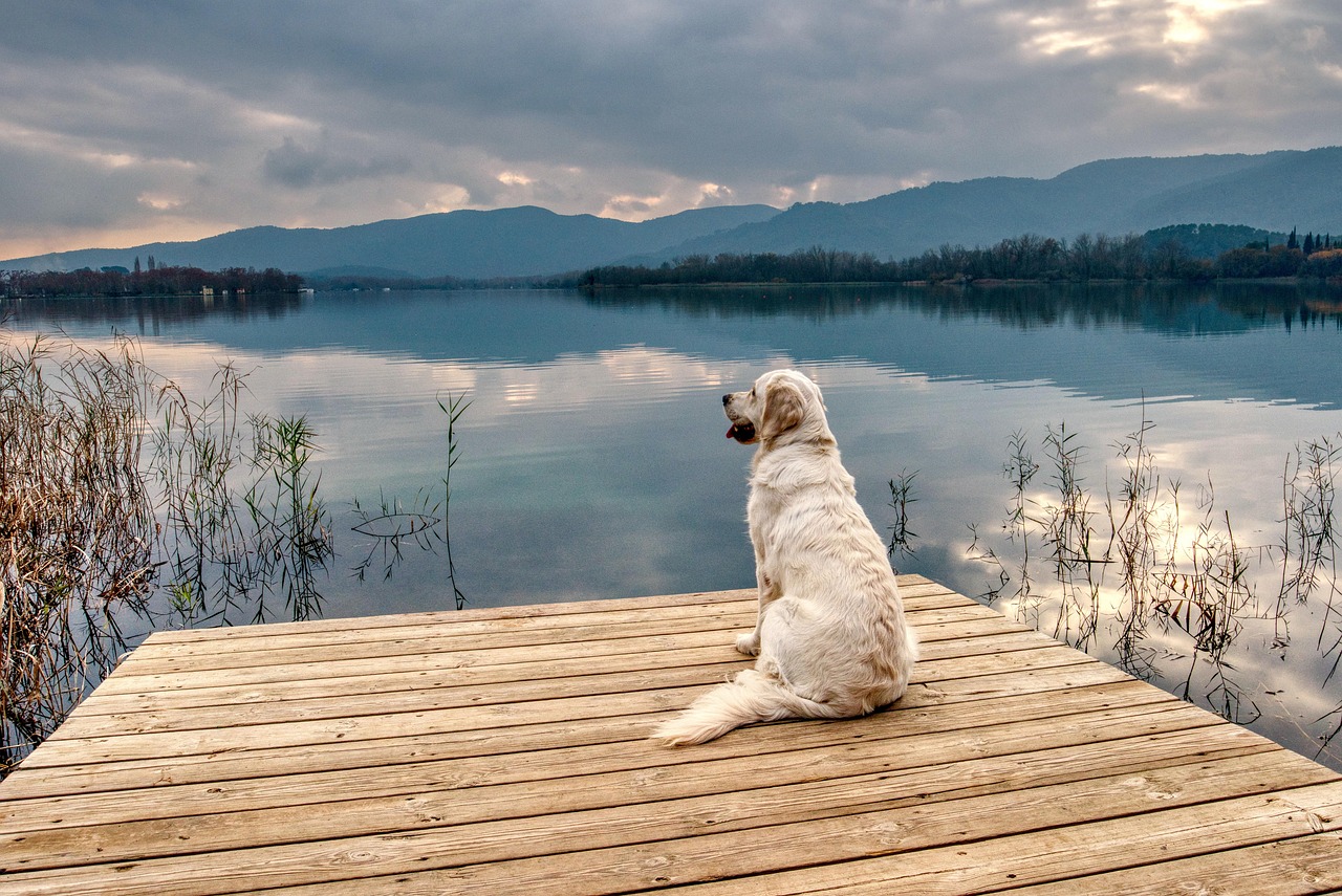 Golden Retriever Chien Animal - Photo gratuite sur Pixabay - Pixabay