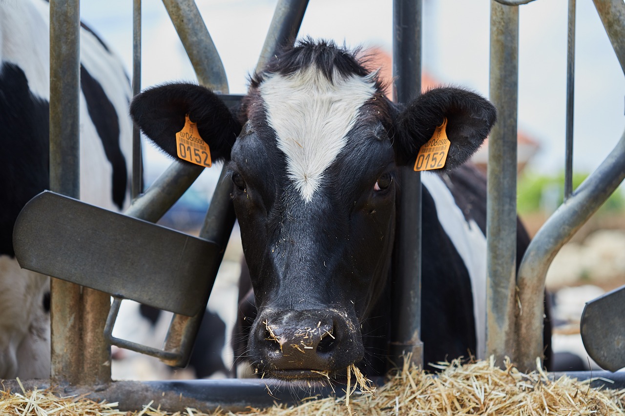 Cow Tags Enclosure - Free photo on Pixabay - Pixabay