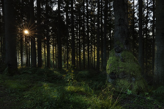 Matin Forêt Nature - Photo gratuite sur Pixabay - Pixabay