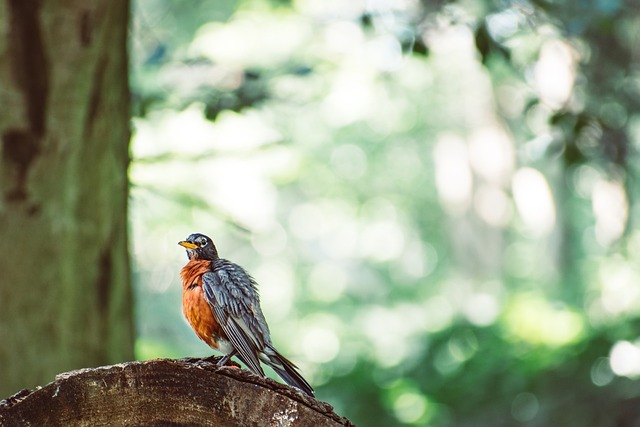 Pájaro Robin Pico - Foto gratis en Pixabay - Pixabay
