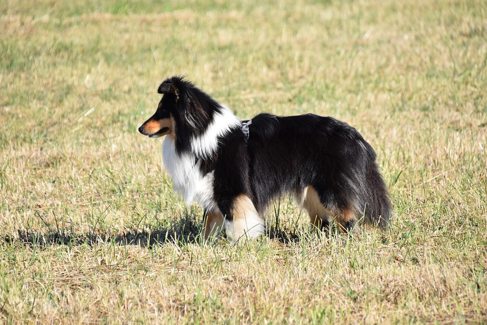 Dog Berger Shetland Pup - Free photo on Pixabay - Pixabay