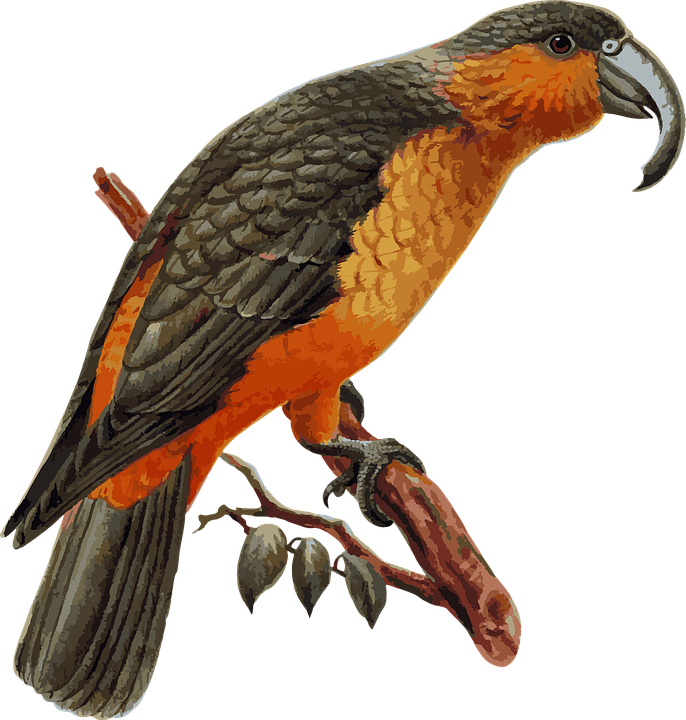 Kaka Parrot