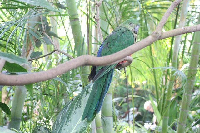 Bird At Pens - Free photo on Pixabay - Pixabay