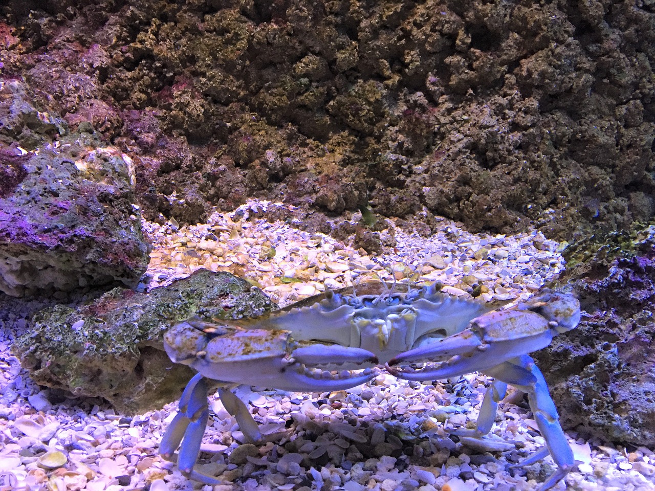 Alaska Crabe Aquarium - Photo gratuite sur Pixabay - Pixabay