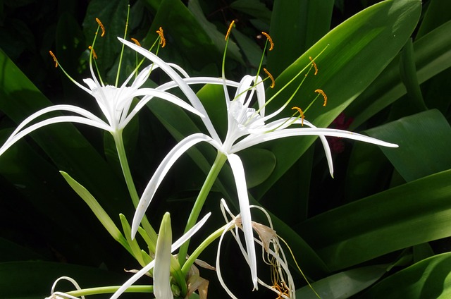 Fleur Pétales Corolle - Photo gratuite sur Pixabay - Pixabay