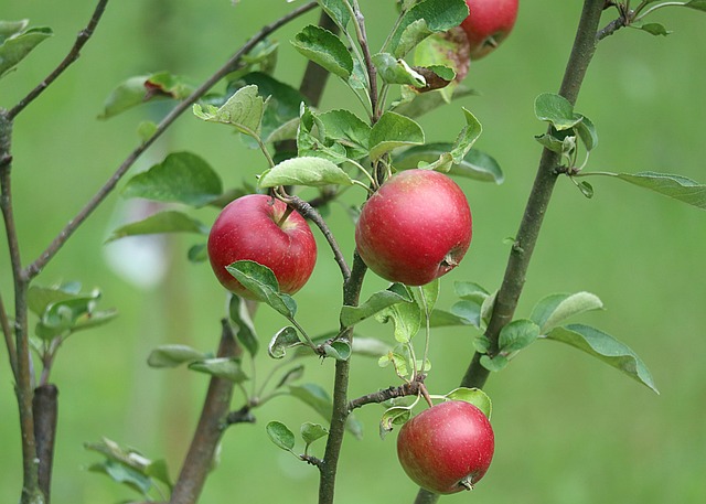 100+ Free Na Smetisku & Nature Images - Pixabay
