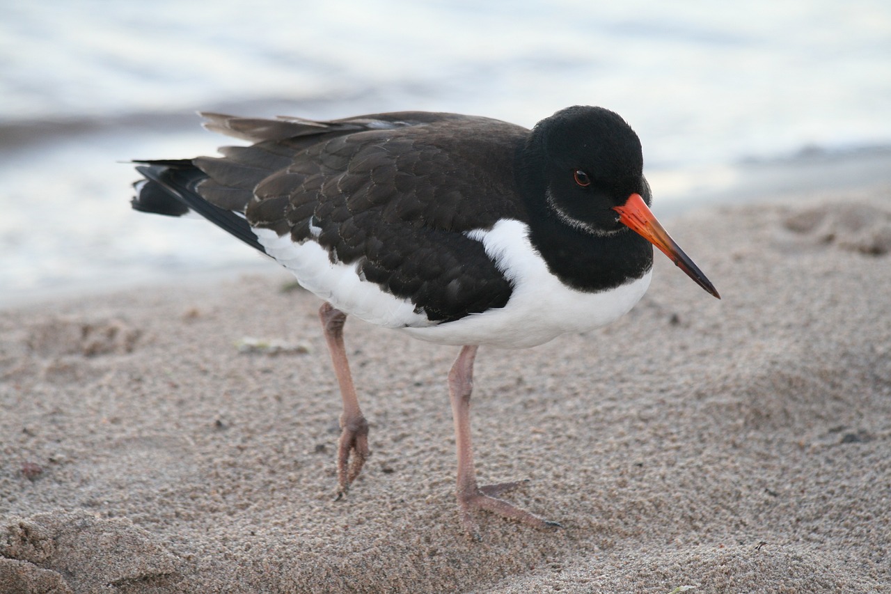 300+ Free Sandpiper & Nature Images - Pixabay