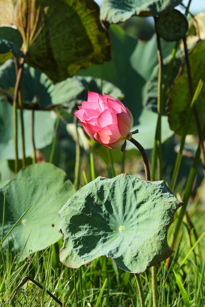 Bahasa Inggris Lotus Teratai Pink - Foto gratis di Pixabay - Pixabay
