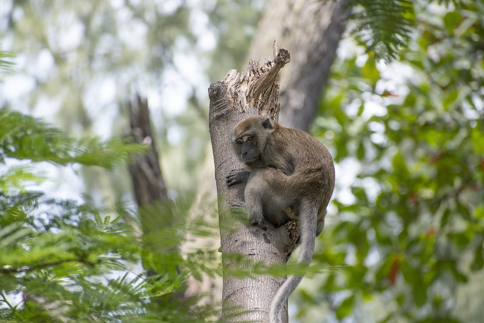 Monkey Macacque - Free photo on Pixabay