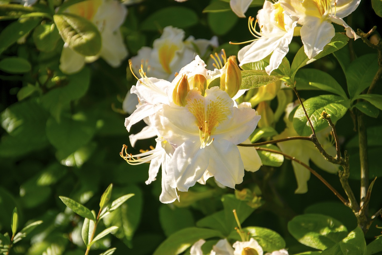 Flor Margarida Floral - Foto gratuita no Pixabay - Pixabay