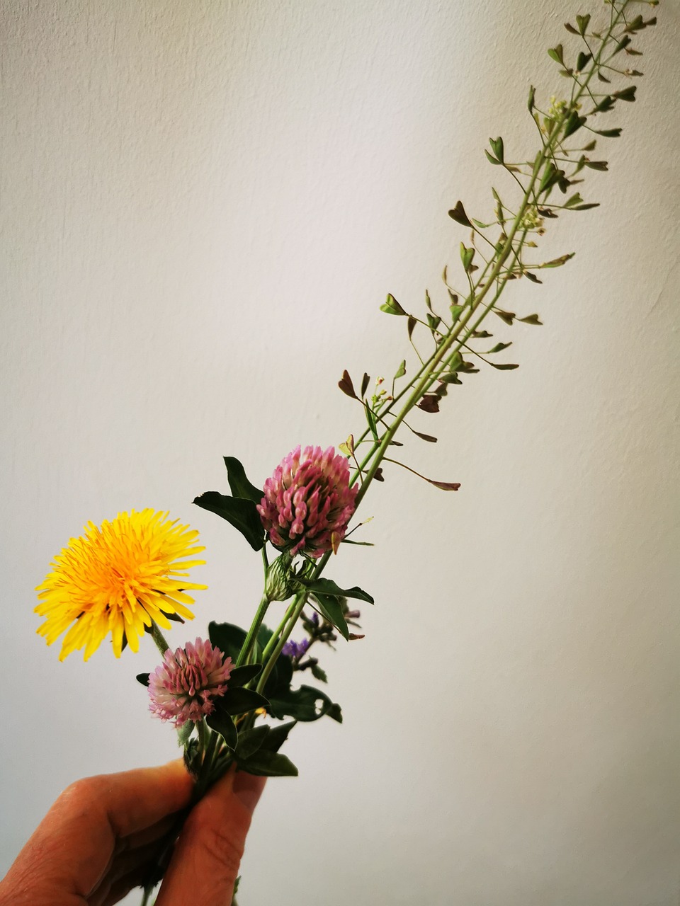 Bunga Rumput Alam Tanaman Liar - Foto gratis di Pixabay - Pixabay