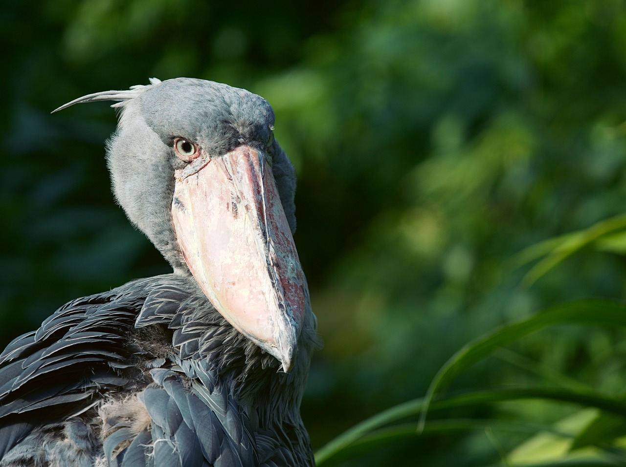 20+ Free Shoebill & Bird Images - Pixabay