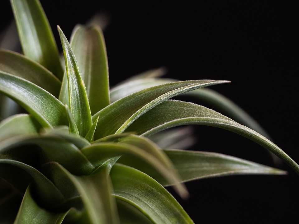 Plantes Succulent Pointu - Photo gratuite sur Pixabay - Pixabay