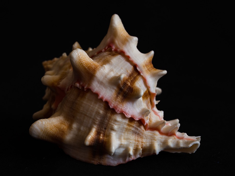 Seashell Mollusk Sea - Free photo on Pixabay