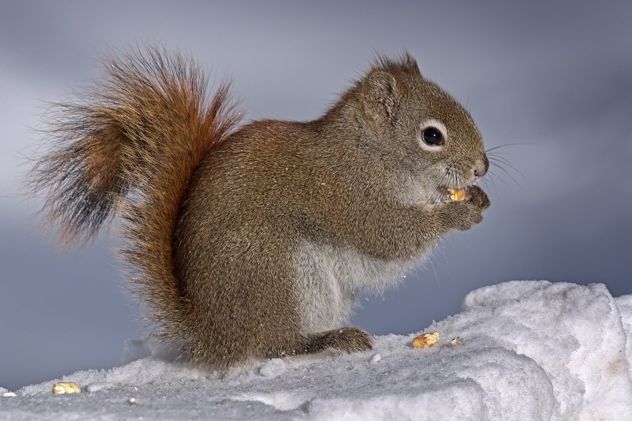American Red Squirrel Eating Corn - Free photo on Pixabay - Pixabay