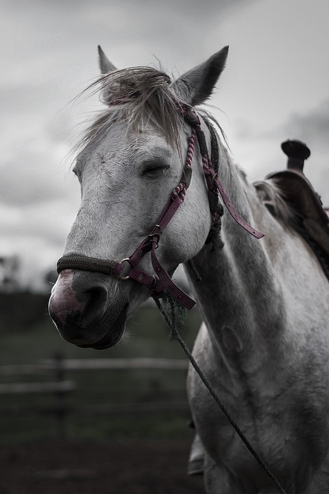 Animal Cavalo Juba - Foto gratuita no Pixabay - Pixabay