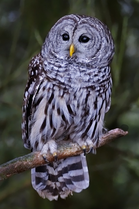 Barred Owl Resting Portrait - Free photo on Pixabay