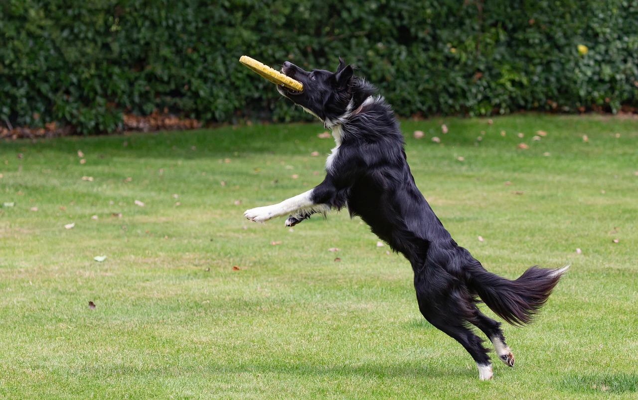 Border Collie In - Kostenloses Foto auf Pixabay