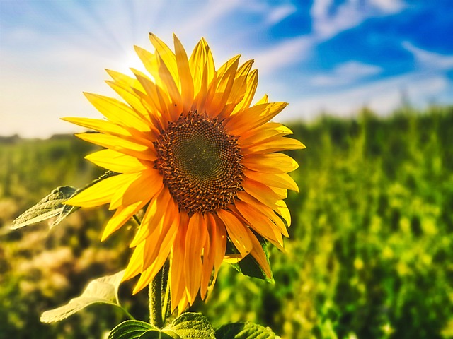 Sonnenblume Blume Feld - Kostenloses Foto auf Pixabay - Pixabay