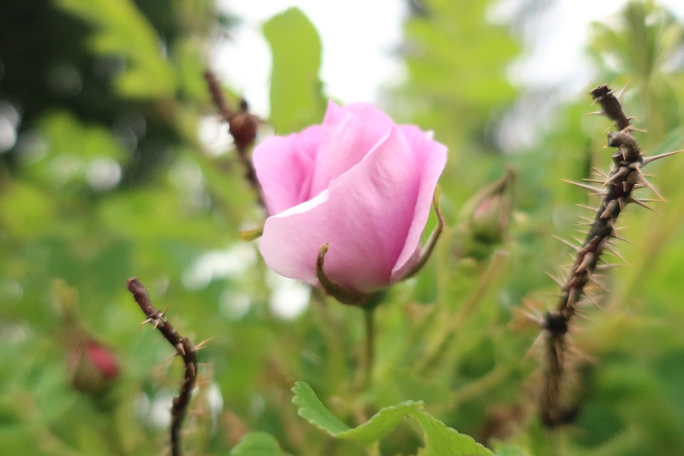 Rosa Flores Bloom - Foto gratis en Pixabay - Pixabay
